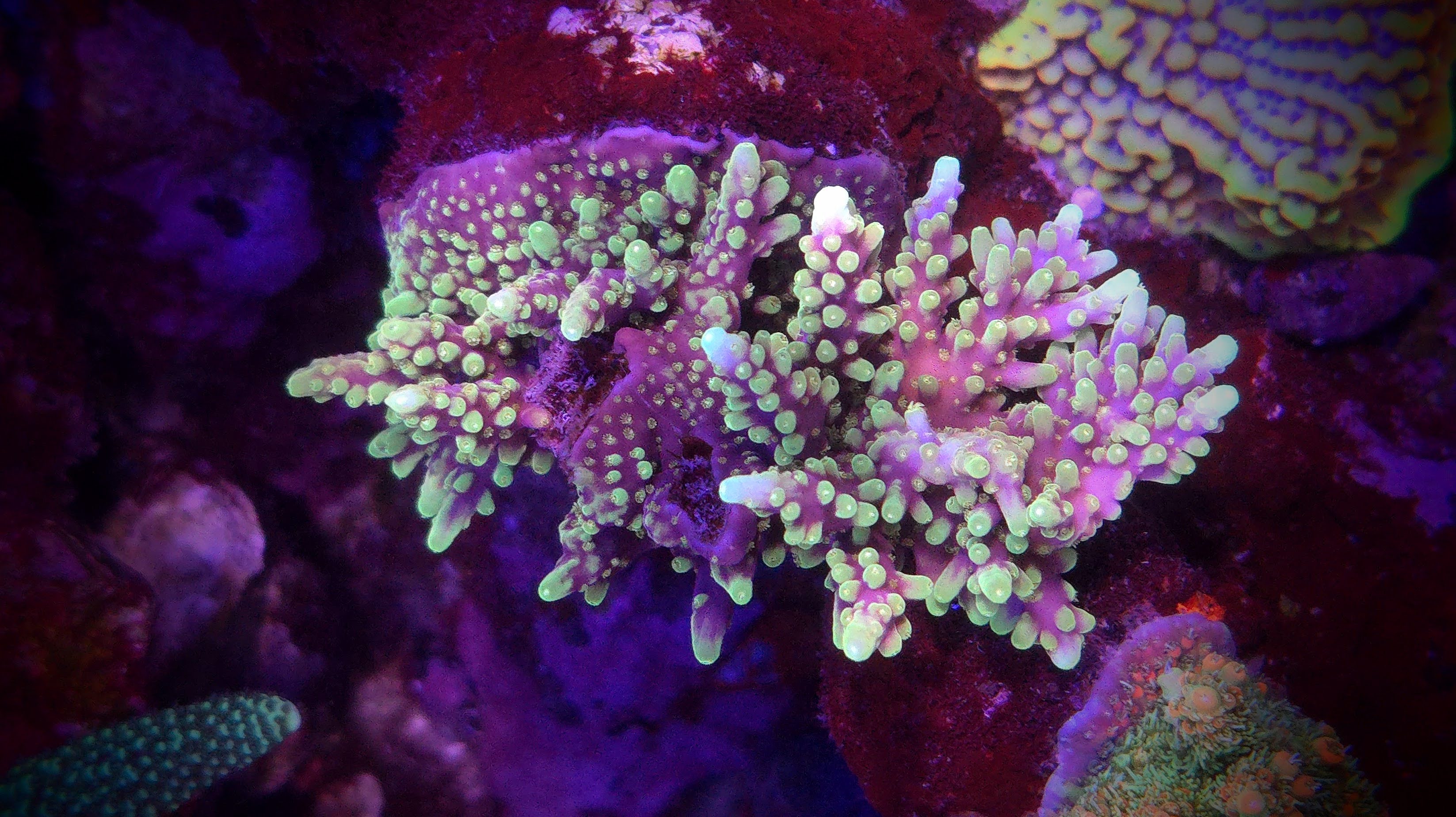 ARC Black Dragon Acropora – The Aquarium Cove