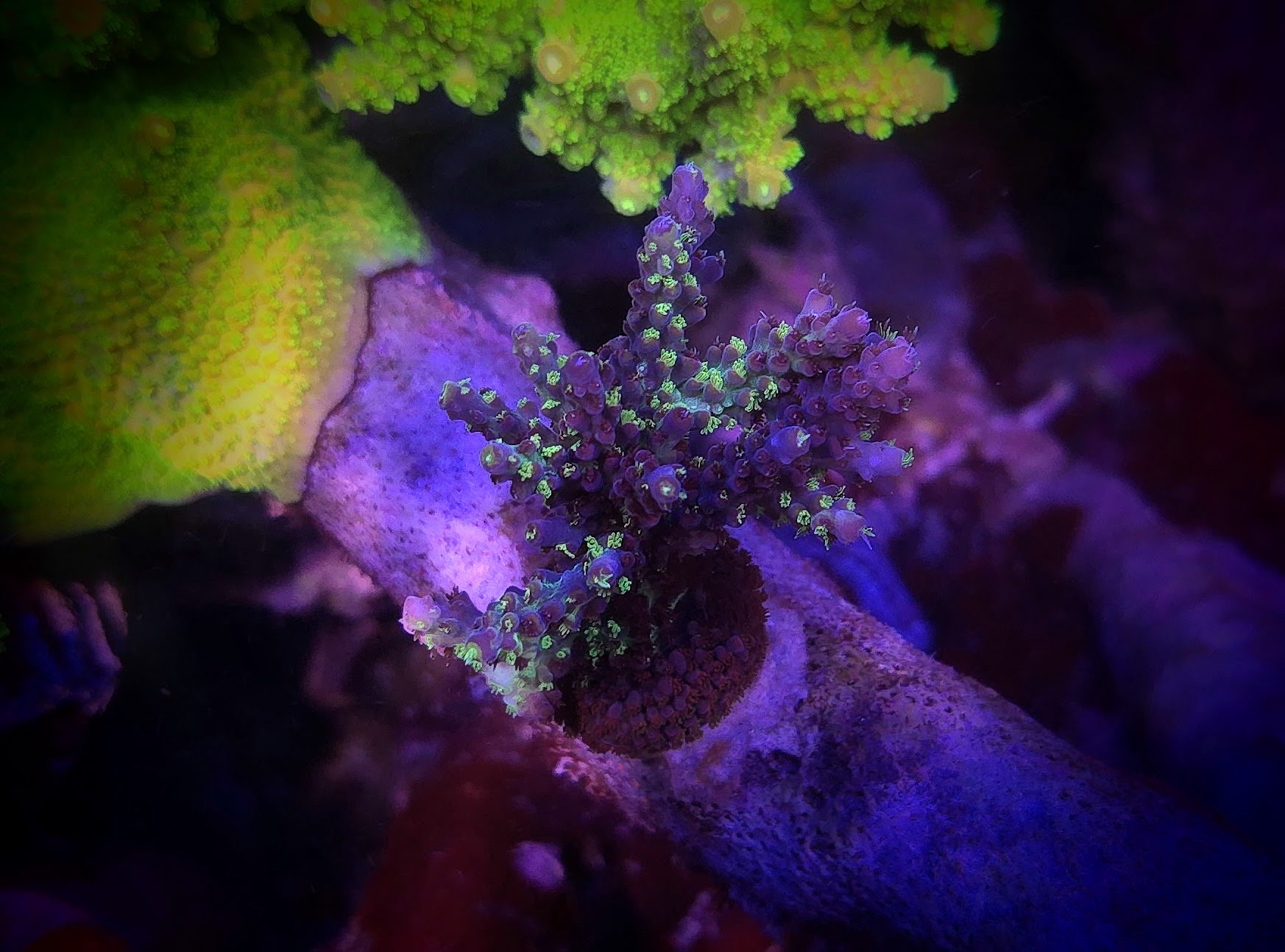 TGC Grafted Boogeyman Acropora – The Aquarium Cove