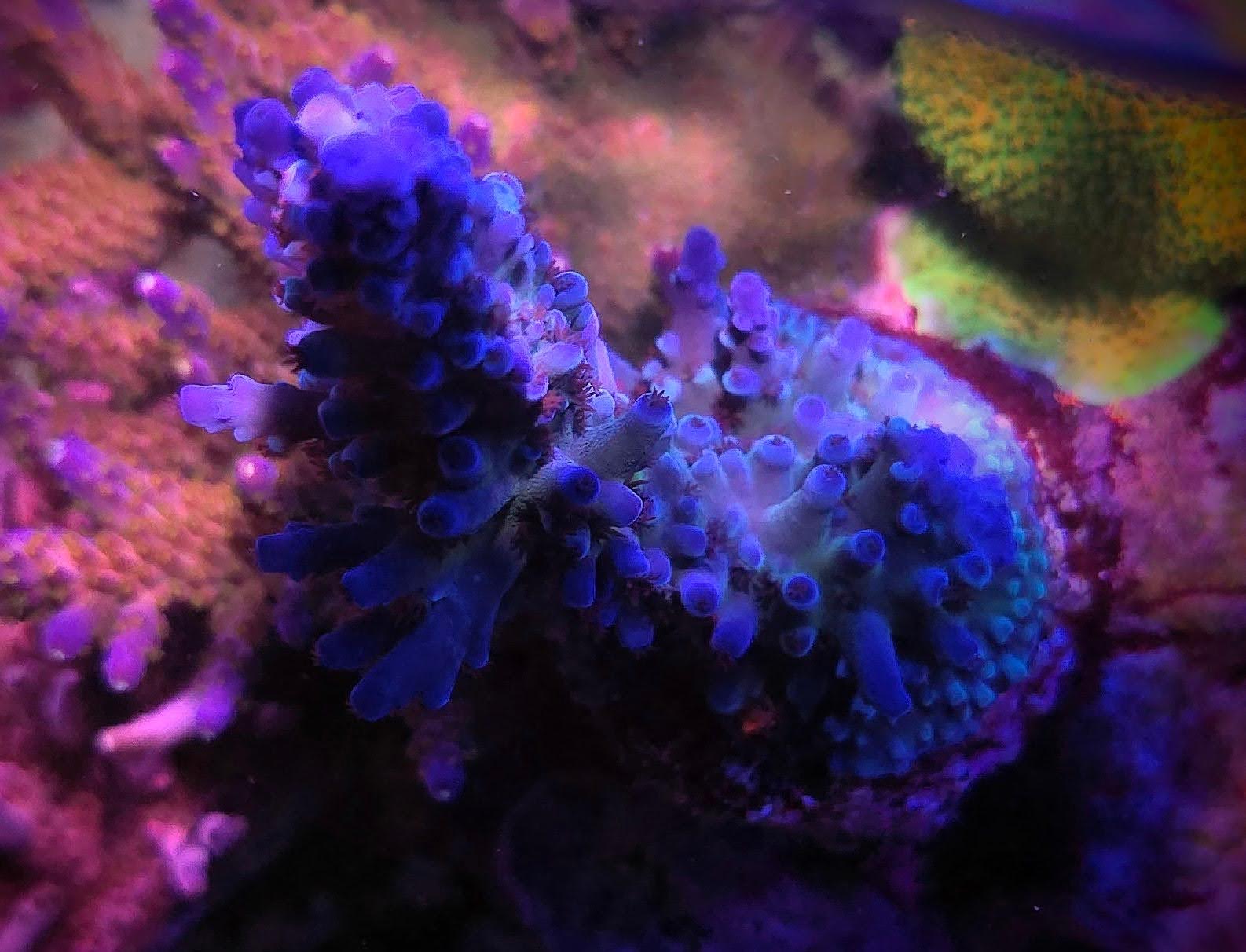 Oregon Blue Tort Acro – The Aquarium Cove