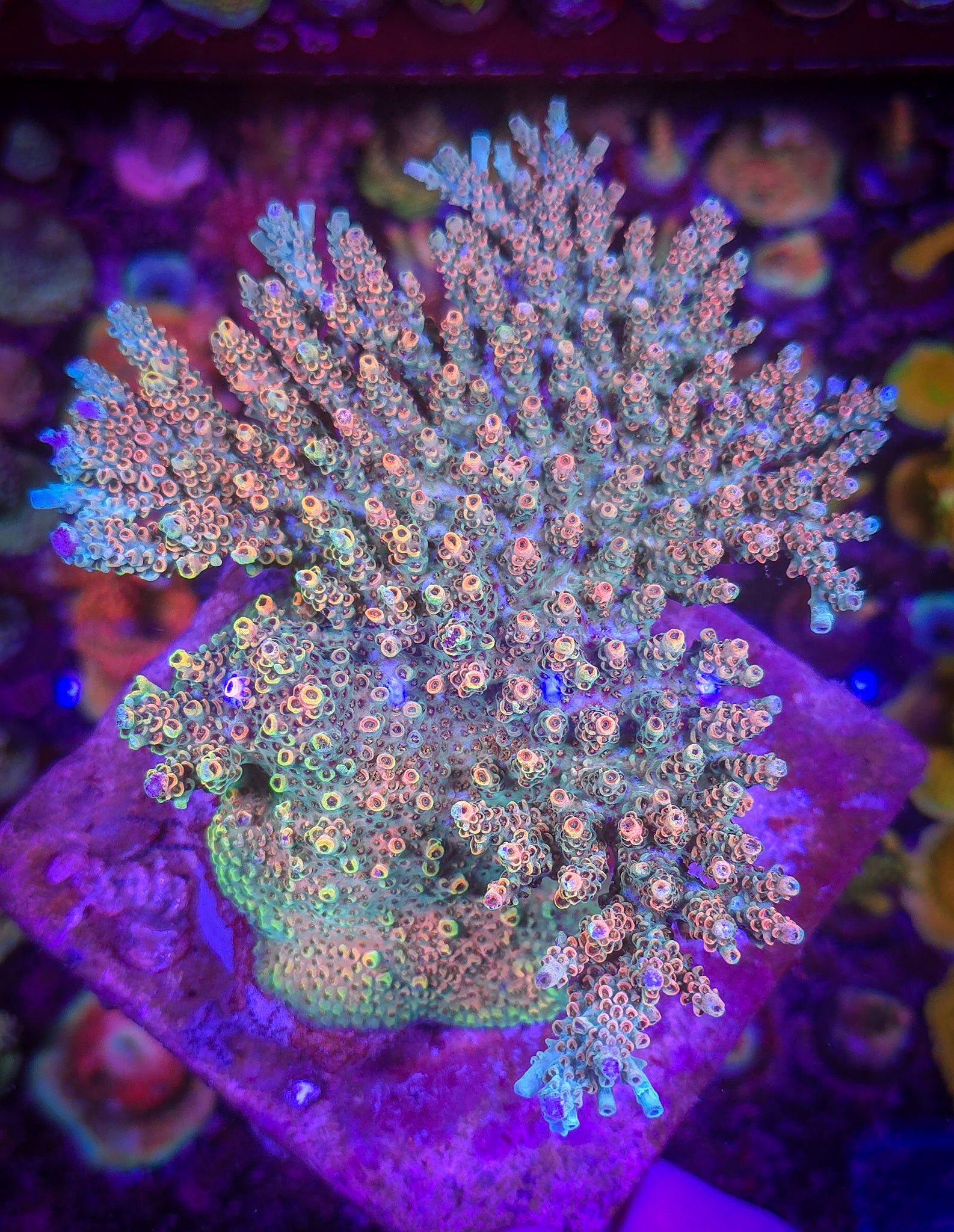 BC Aquatic Man Acropora – The Aquarium Cove