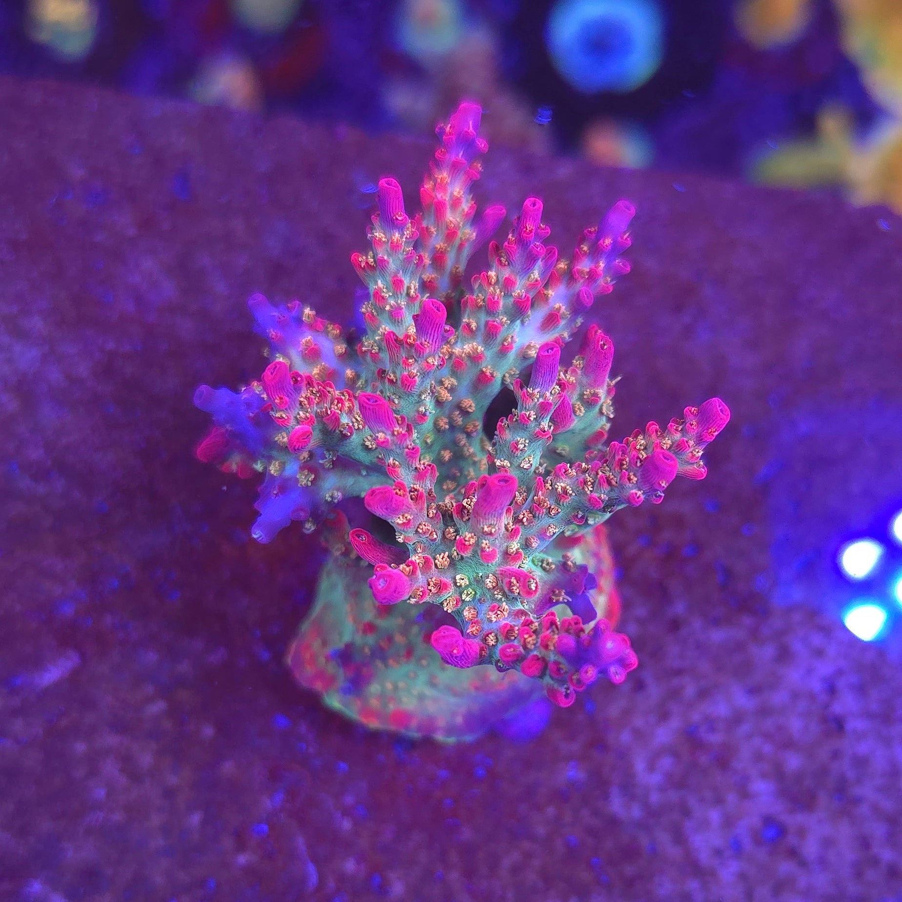 Vivid's Confetti Acropora – The Aquarium Cove